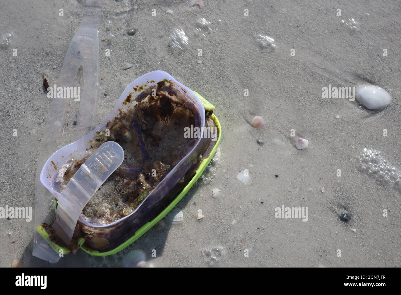 Shell on the beach Stock Photo - Alamy