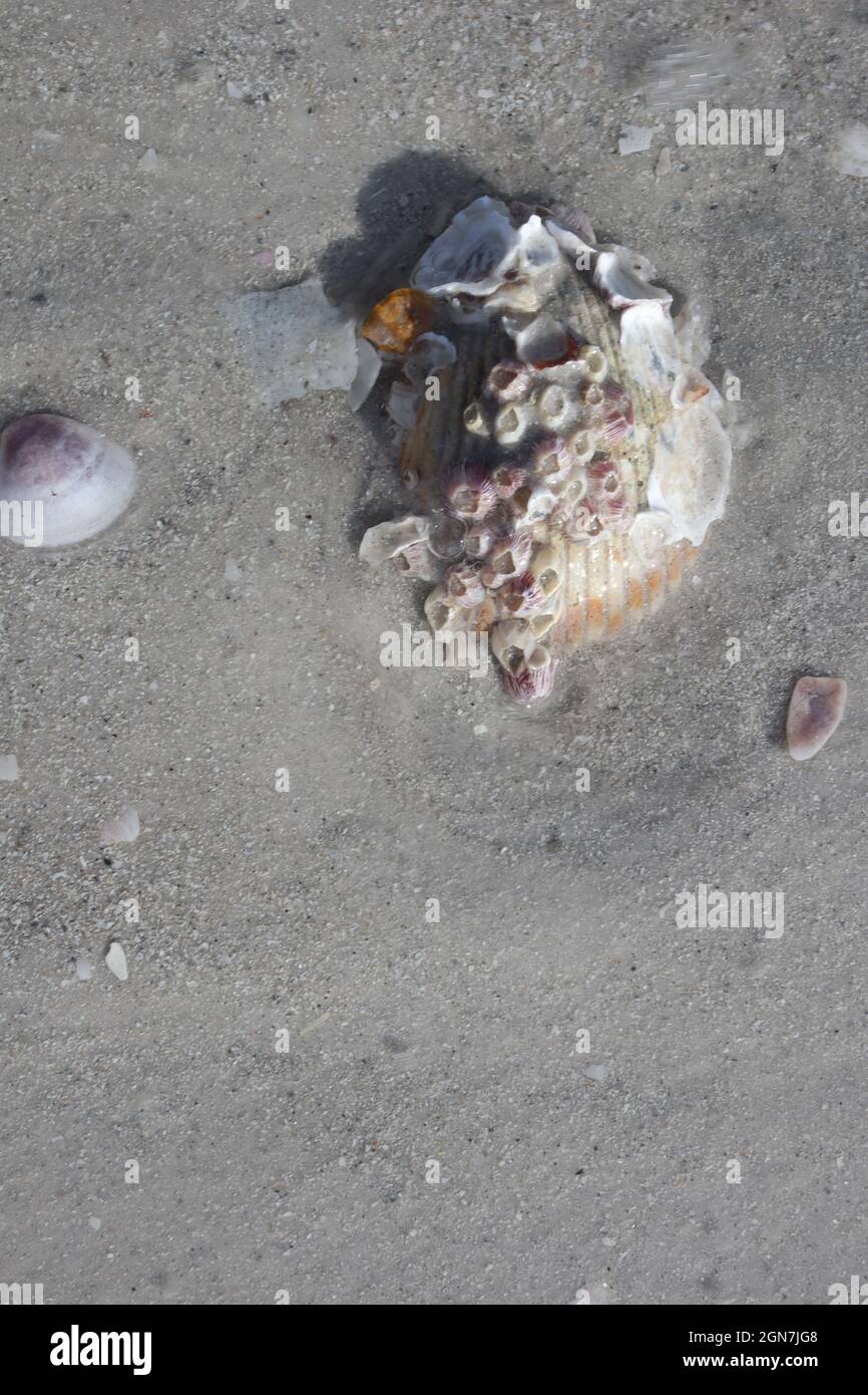 Shell on the beach Stock Photo - Alamy