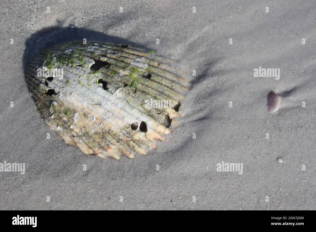 Shell on the beach Stock Photo - Alamy