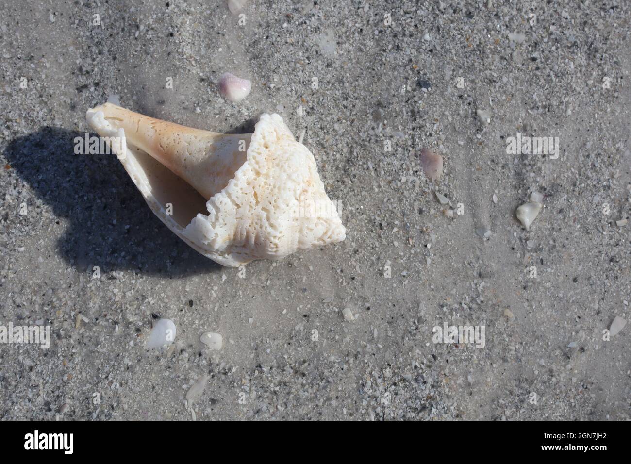Shell on the beach Stock Photo - Alamy