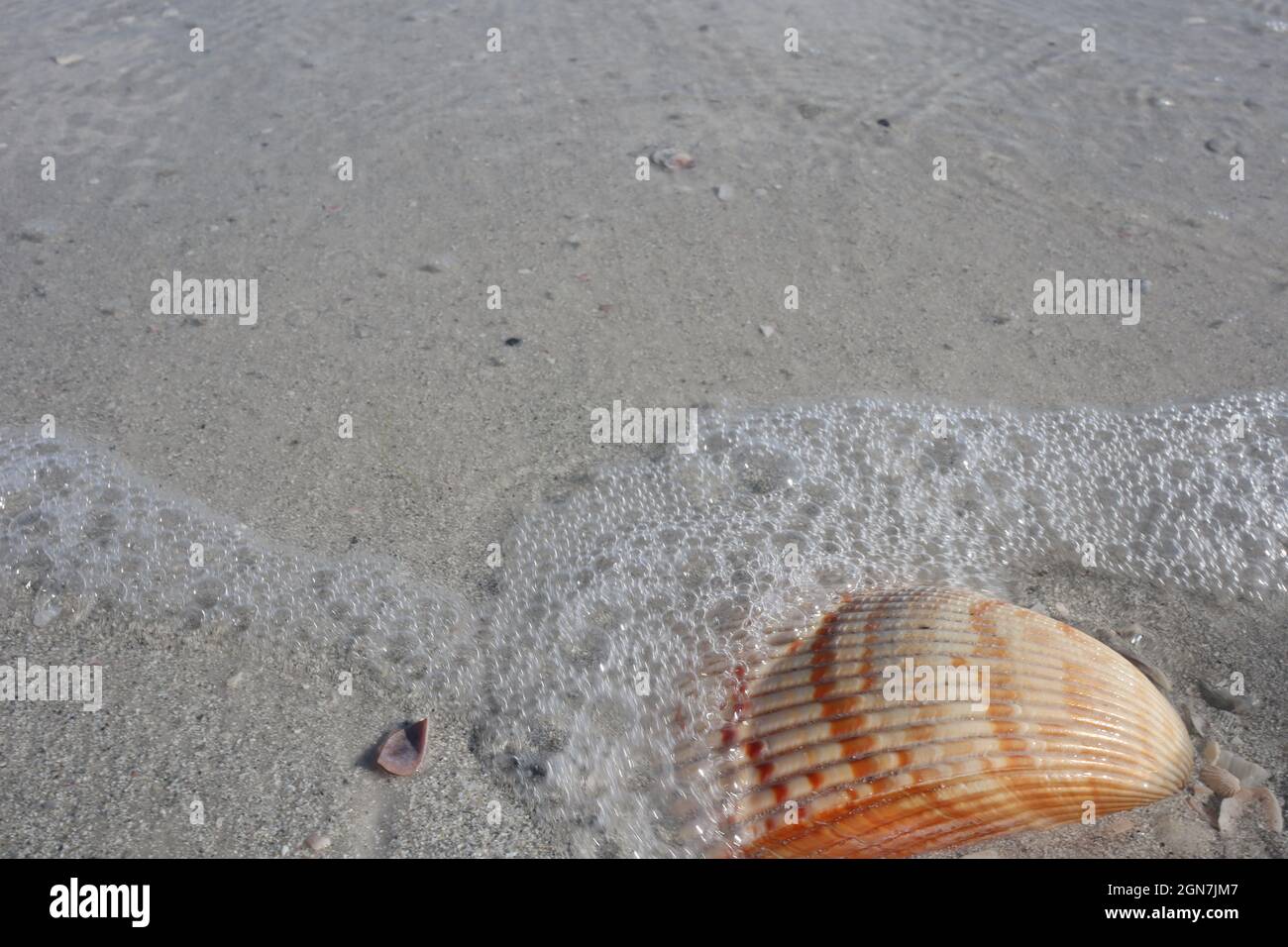 Shell on the beach Stock Photo - Alamy