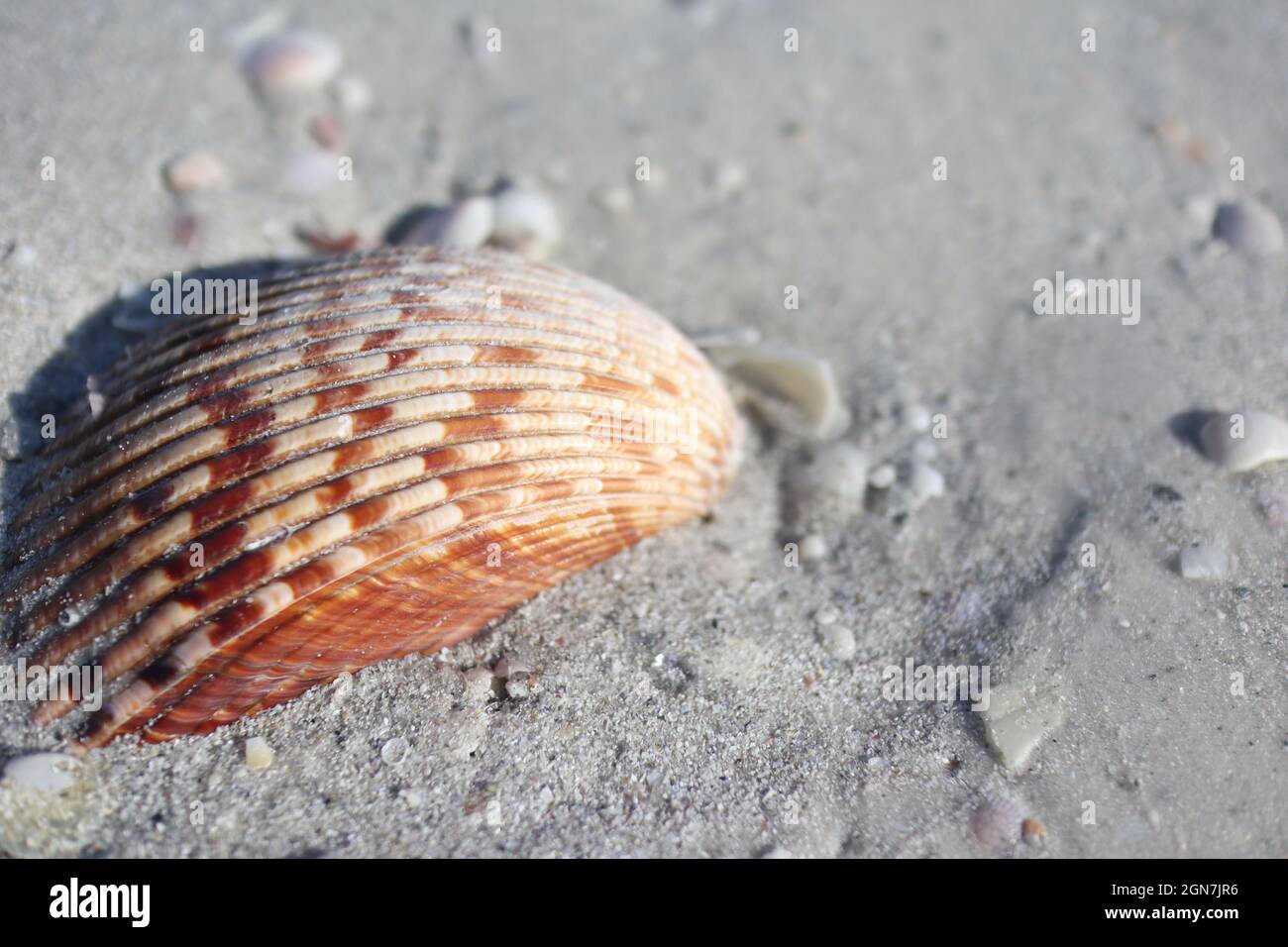 Shell on the beach Stock Photo - Alamy