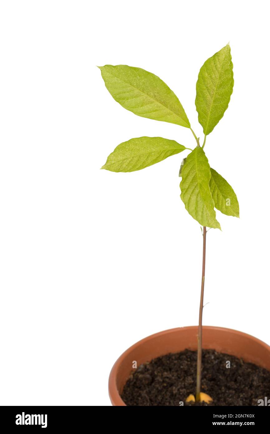 Hass avocado tree hi-res stock photography and images - Alamy