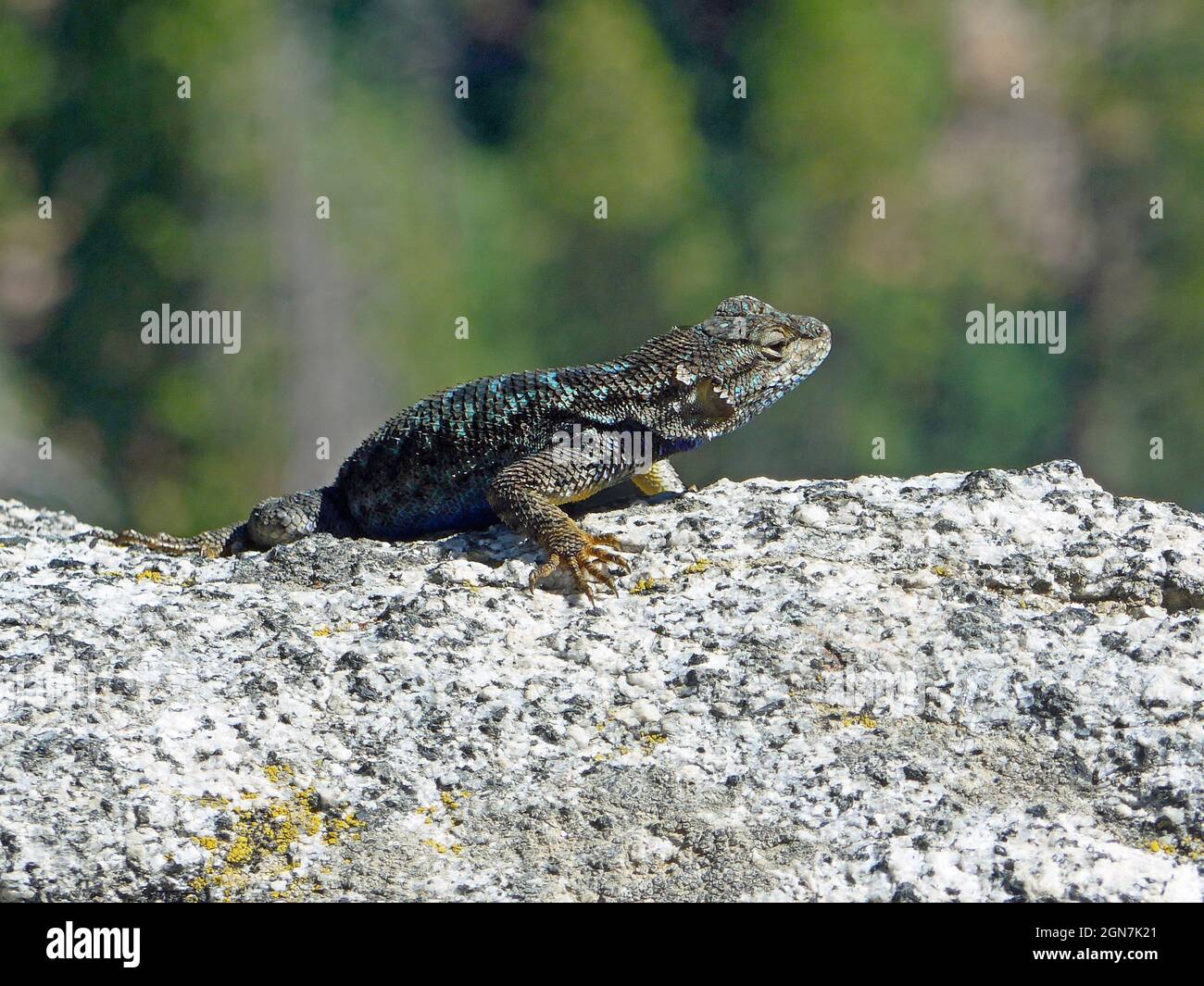 Sequoia National Park Western Fence Lizard Stock Photo - Alamy