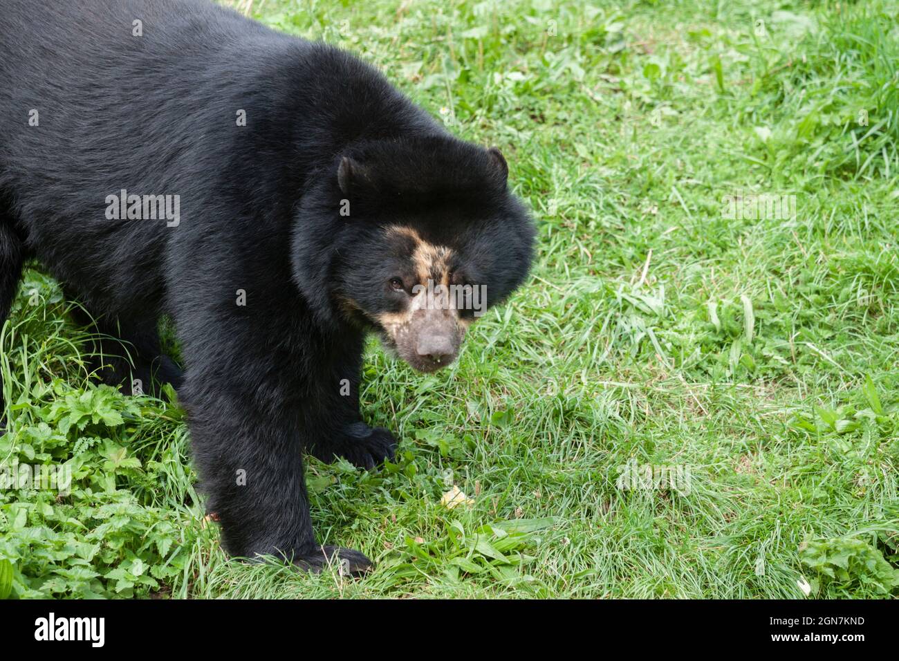 Spectacled bear hi-res stock photography and images - Alamy