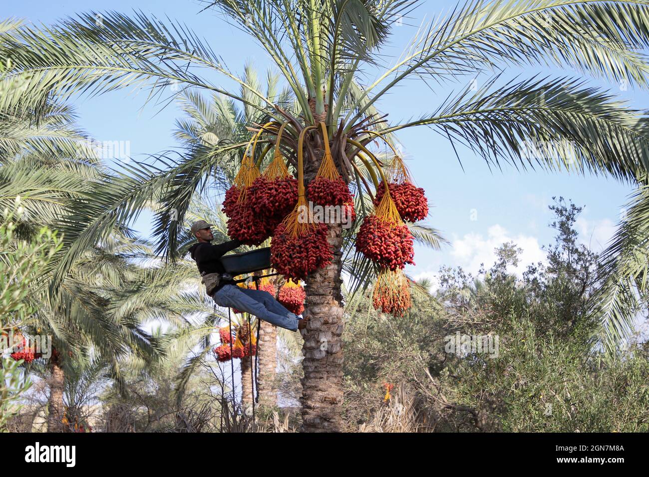 (210923) -- GAZA, Sept. 23, 2021 (Xinhua) -- A farmer harvests dates ...