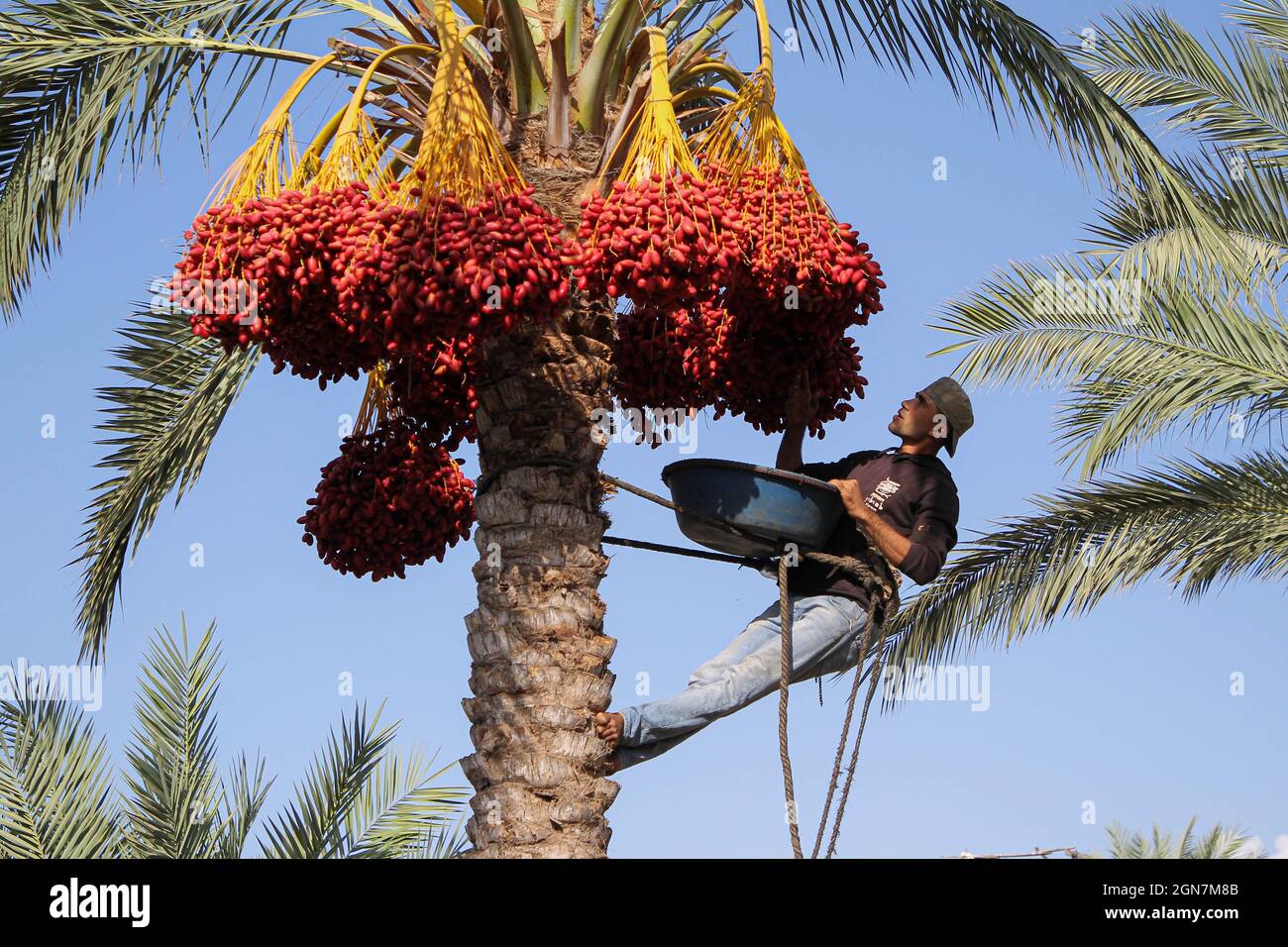 Dir al balah hi-res stock photography and images - Alamy