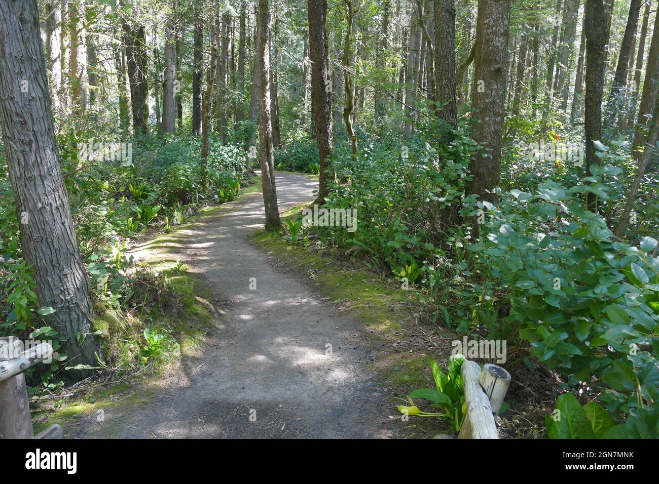 Forest path, Florence or coast Stock Photo - Alamy