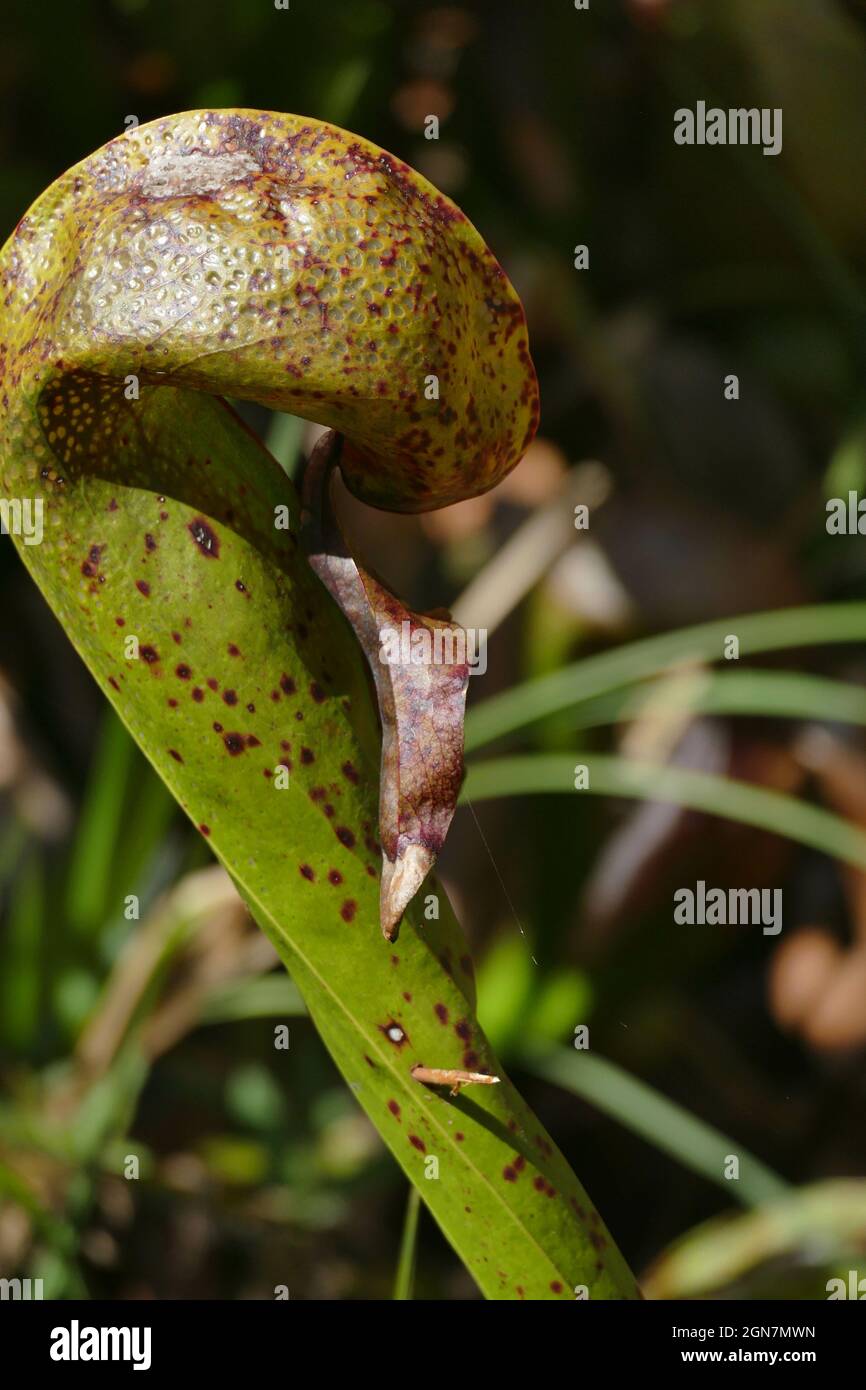 Darlingtonia californica flower hi-res stock photography and images - Alamy
