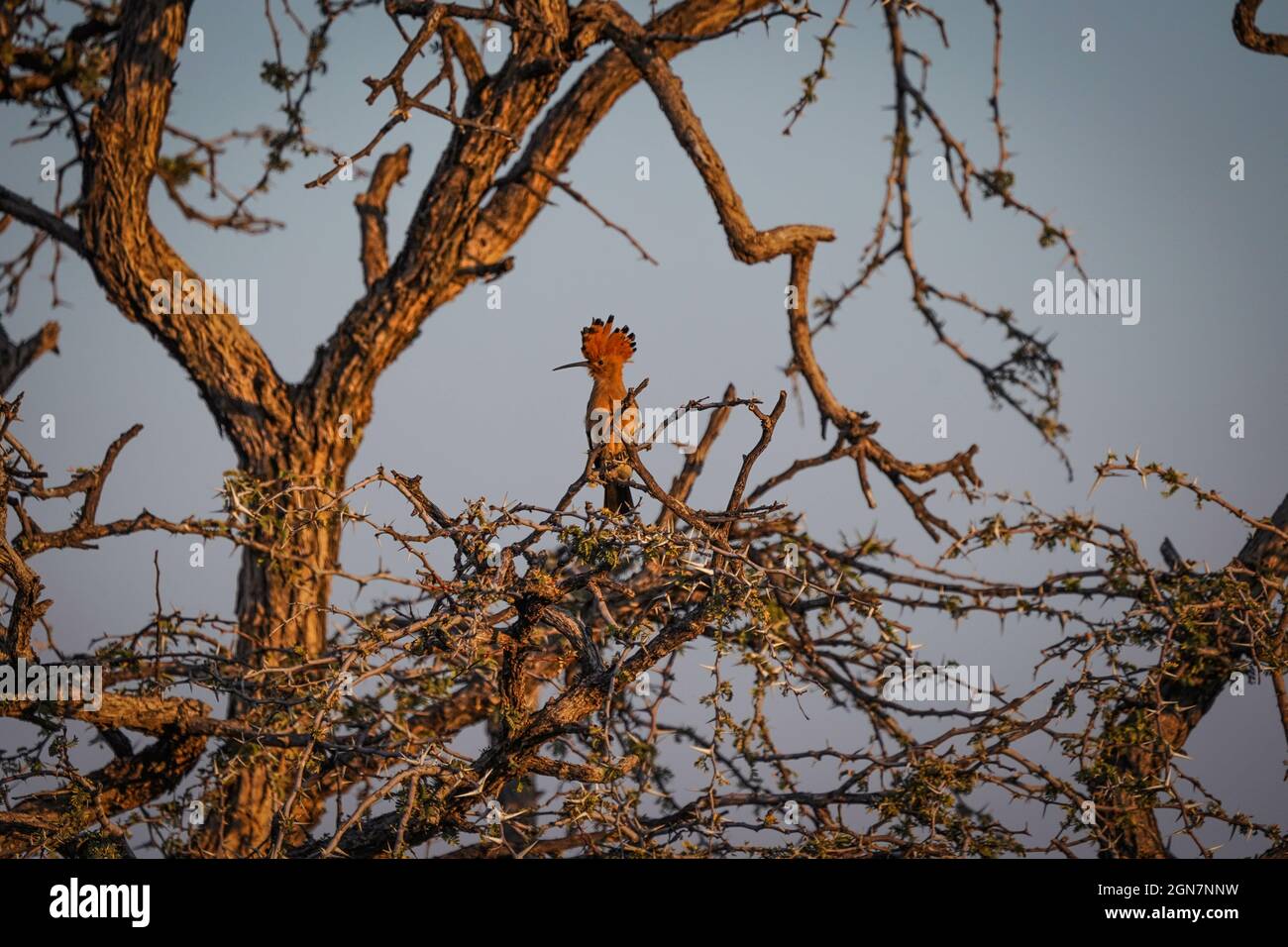Hop autumn hi-res stock photography and images - Alamy