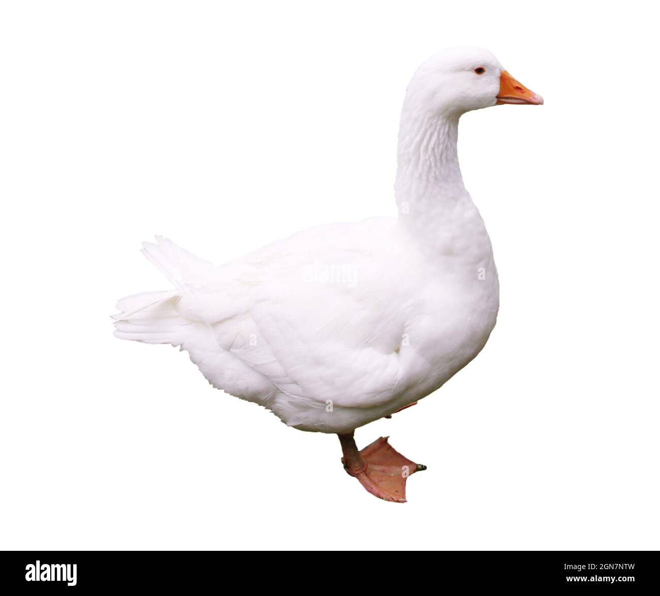 White domestic goose isolated on white background. Farming and ...