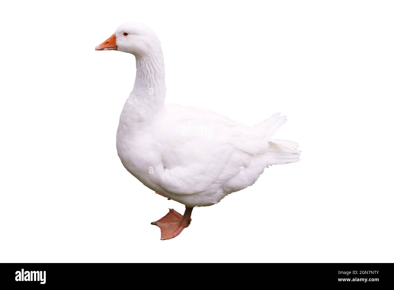 White domestic goose isolated on white background. Farming and ...