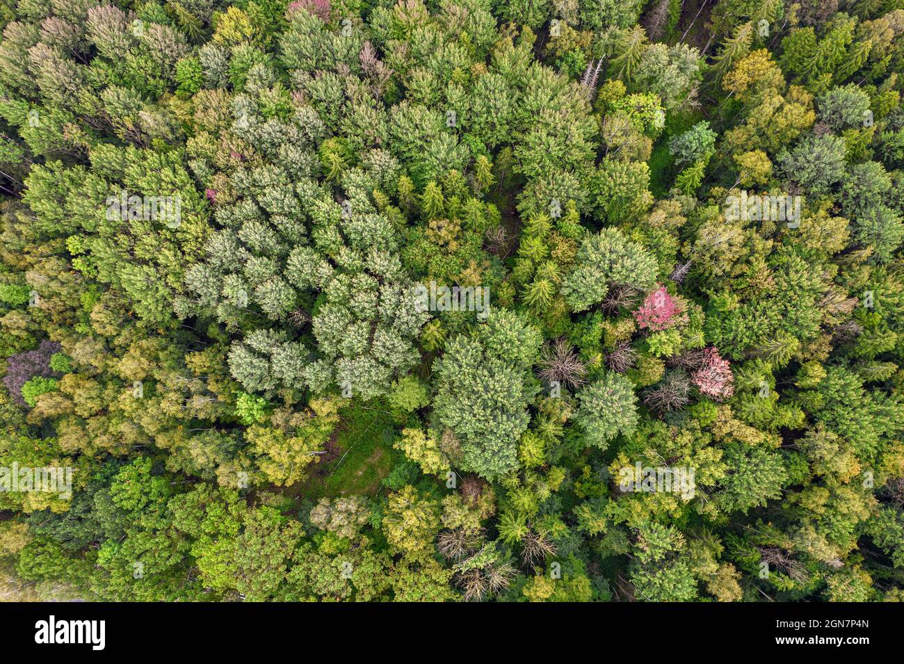 Flying pine trees in amazing hi-res stock photography and images - Alamy