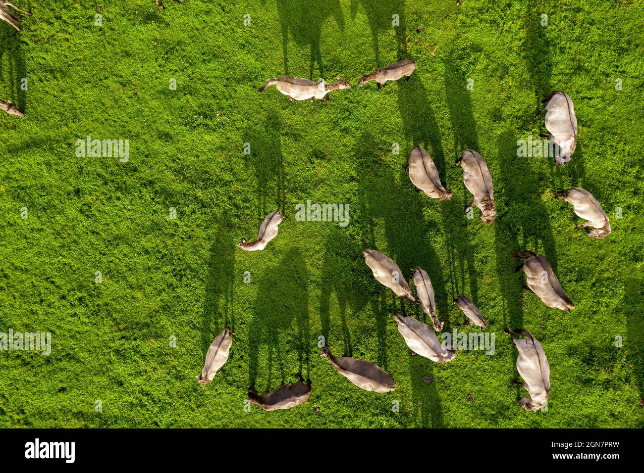 Drone animals hi-res stock photography and images - Alamy
