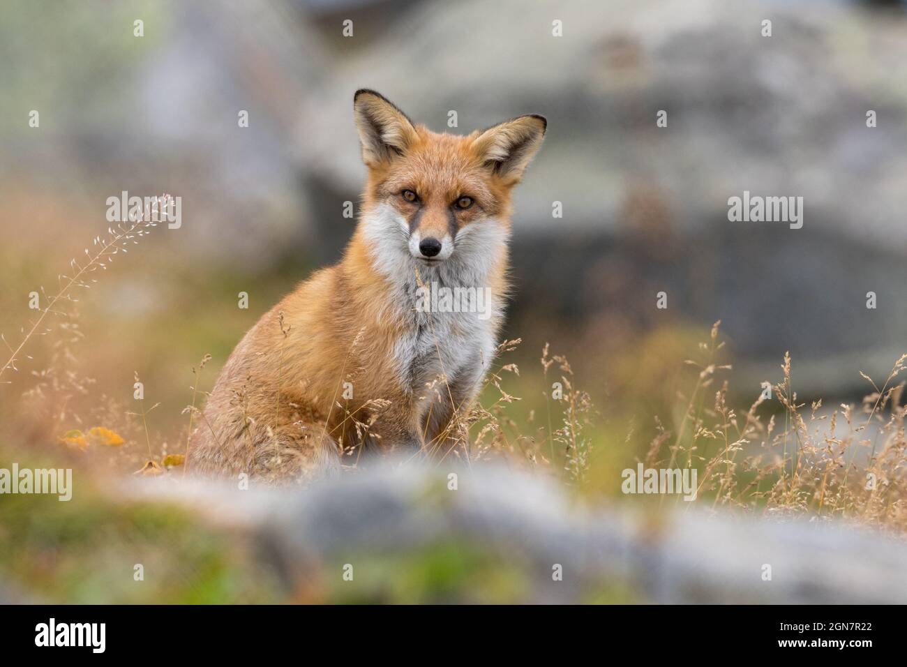 Fox canis vulpes hi-res stock photography and images - Alamy