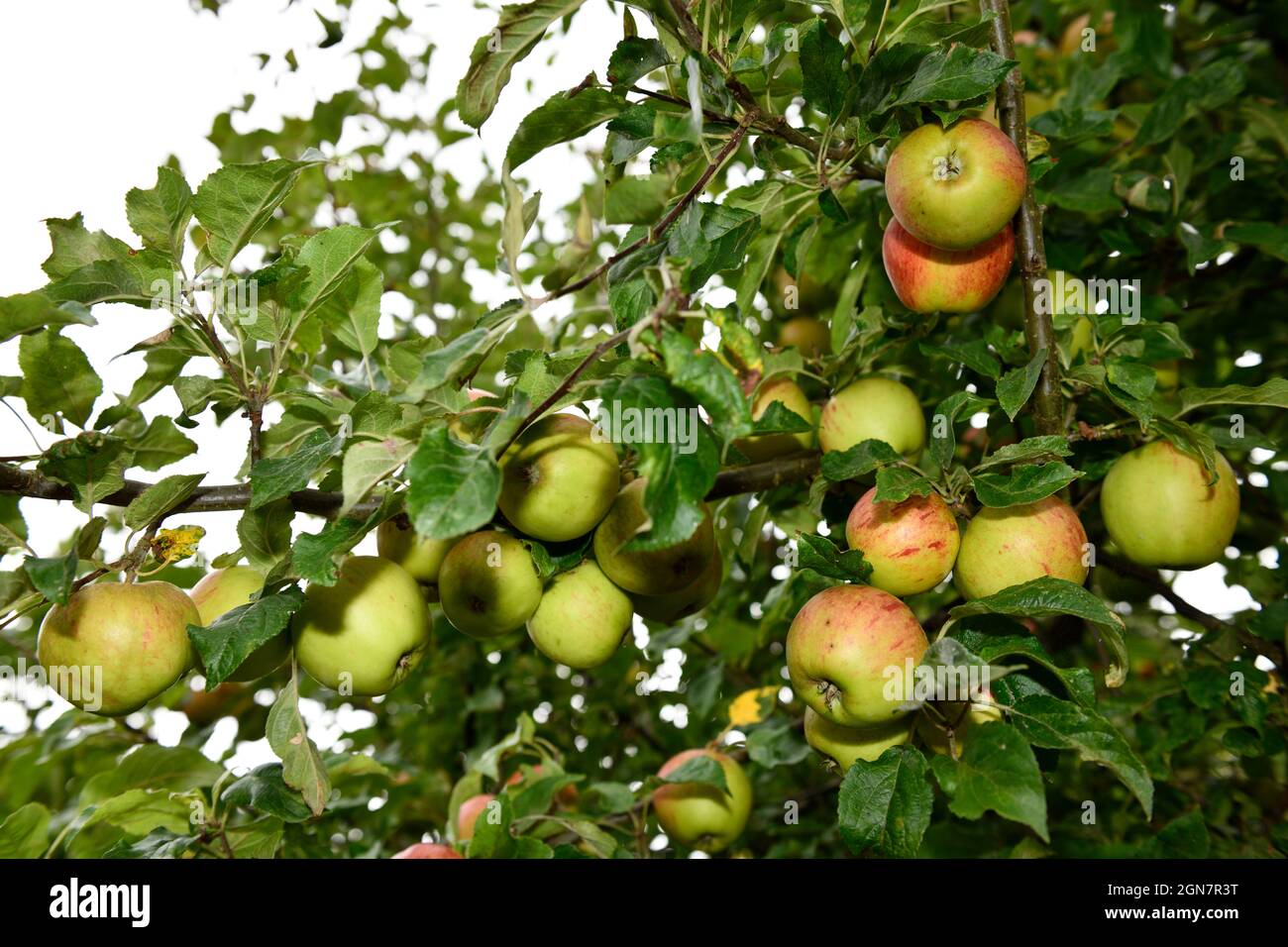 Apple Tree in close up ( Malus domestica Stock Photo - Alamy