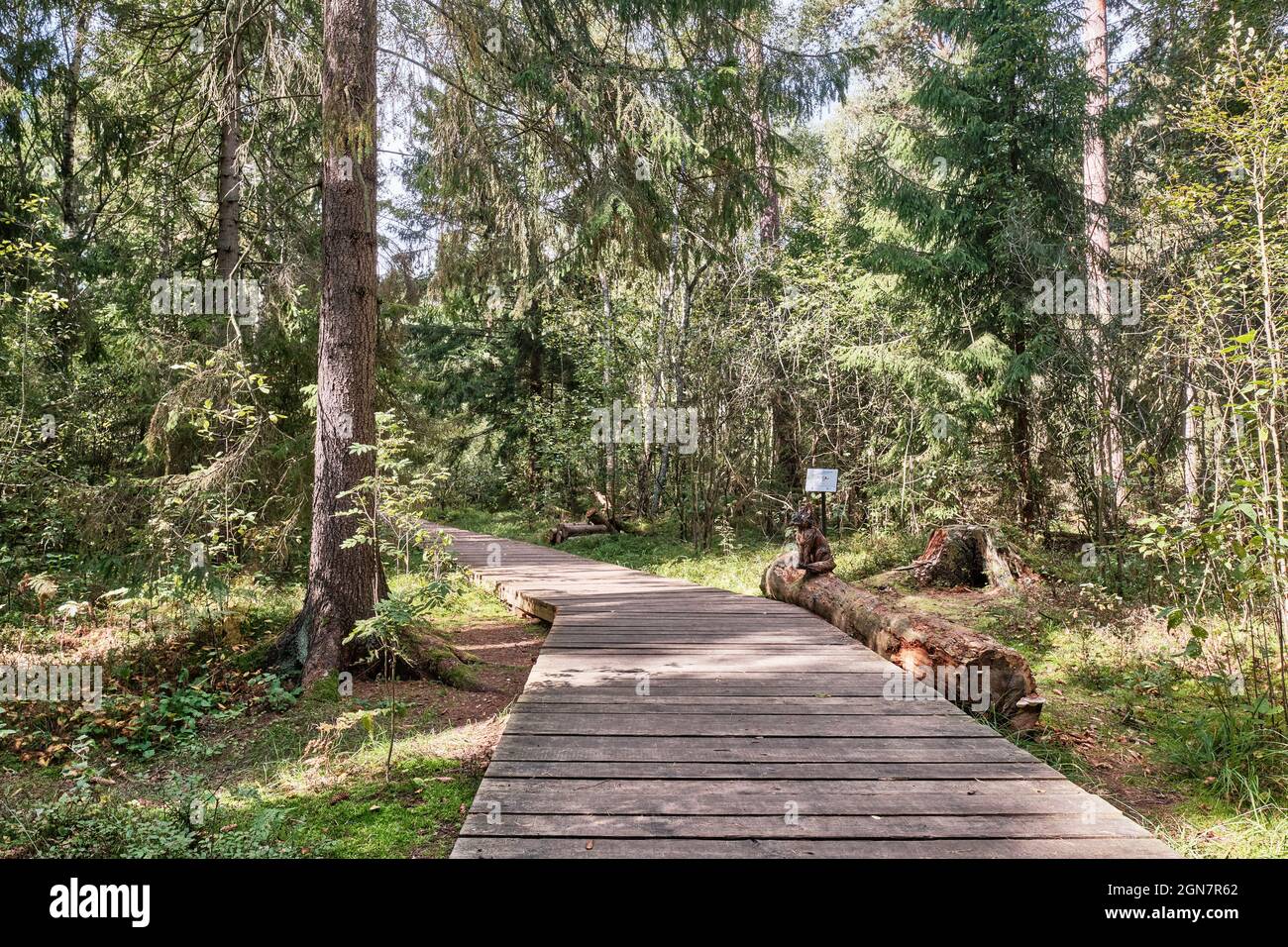 Wooden flooring in a mixed forest, ecological trail Stock Photo - Alamy