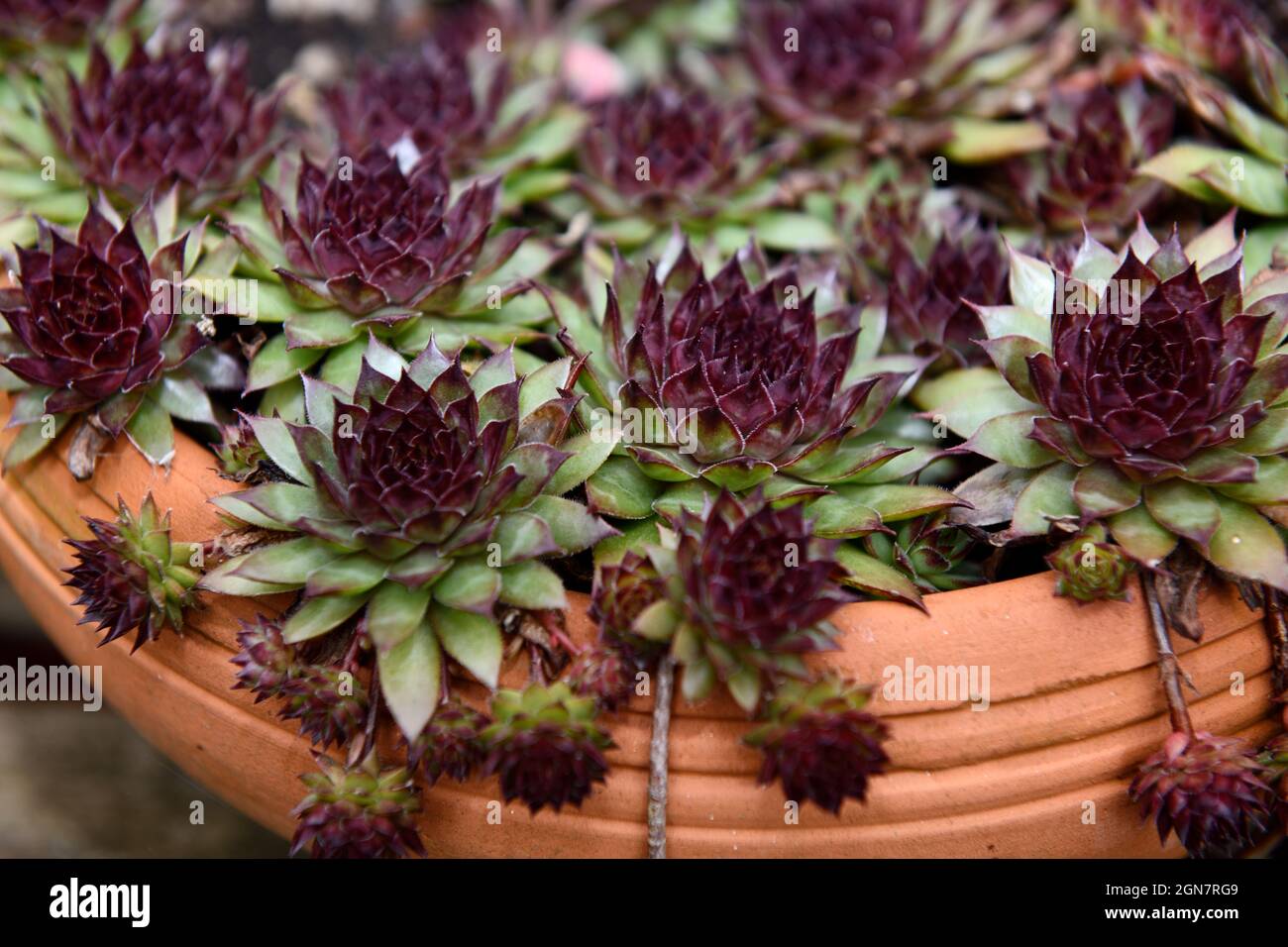 Mountain Houseleek Flower (sempervivum montanum Stock Photo - Alamy