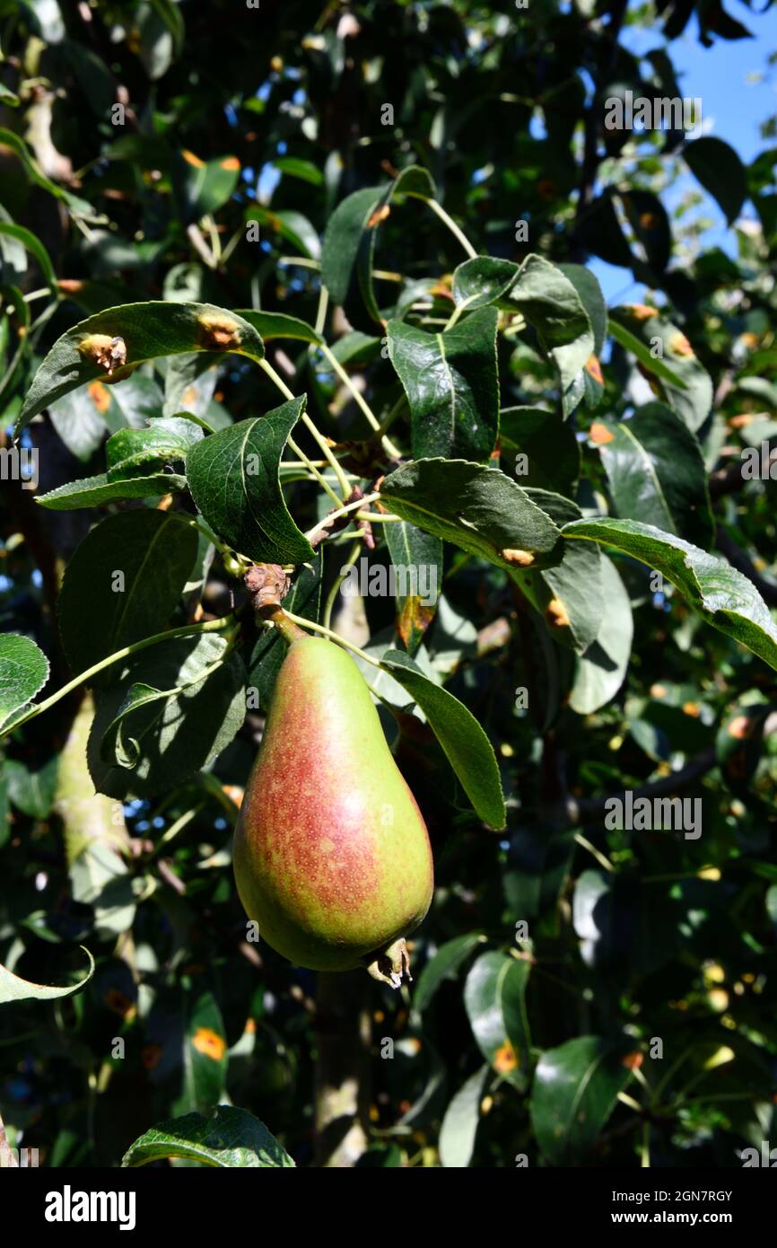 Perry hi res hi-res stock photography and images - Alamy