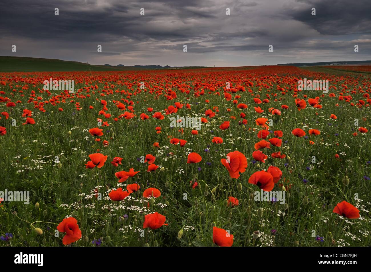 Field blooming red wild hi-res stock photography and images - Alamy
