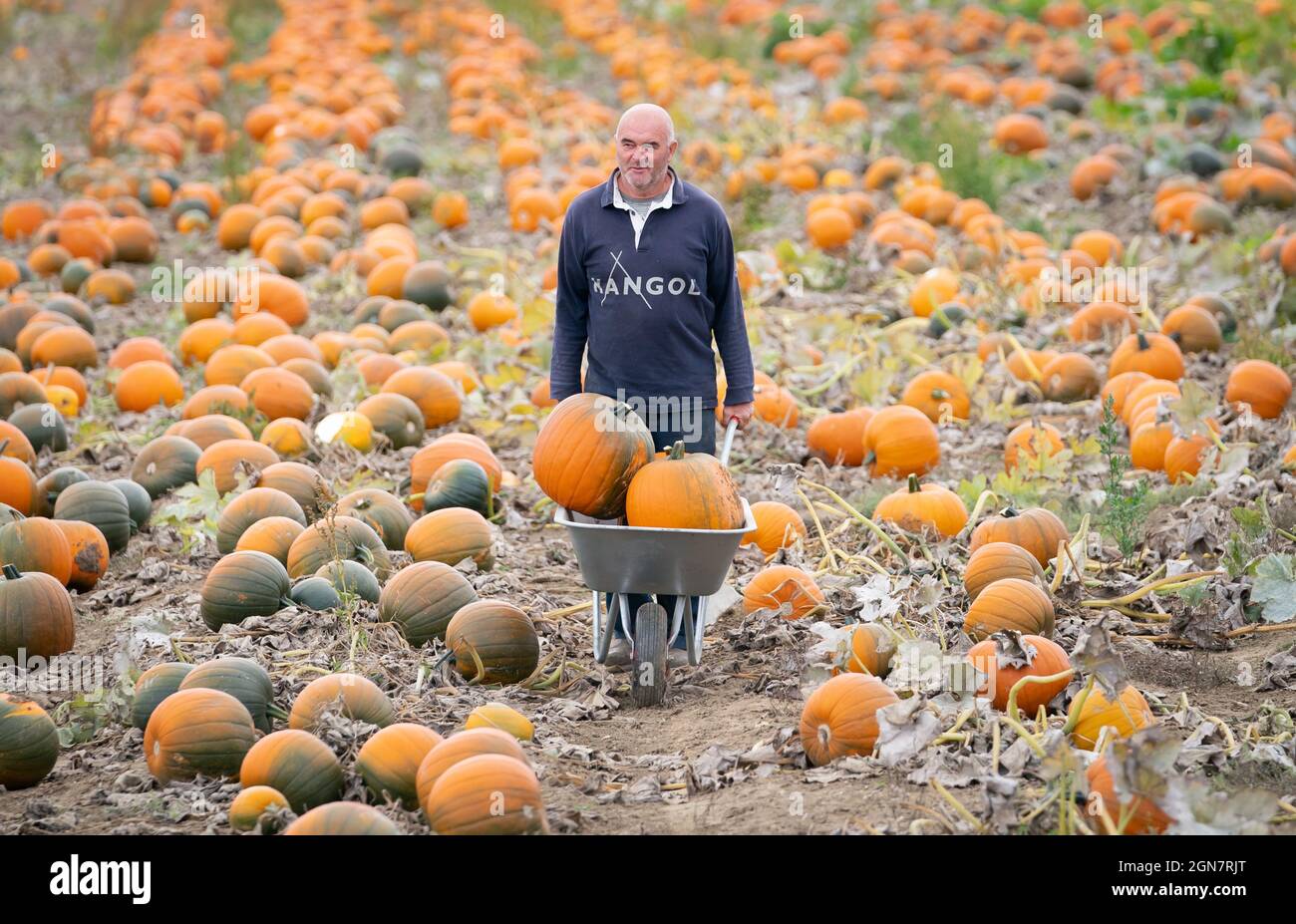 Farmer Tom Hoggard harvests pumpkins at Howe Bridge Farm in Yorkshire ...