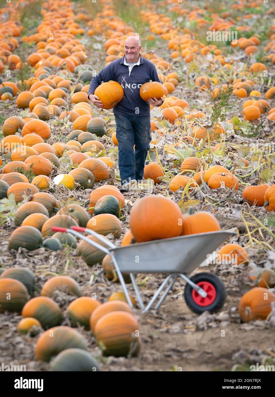Farmer tom hoggard harvests pumpkins howe bridge farm hi-res stock ...