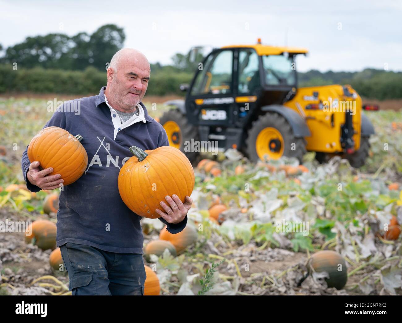 Farmer tom hoggard harvests pumpkins howe bridge farm hi-res stock ...