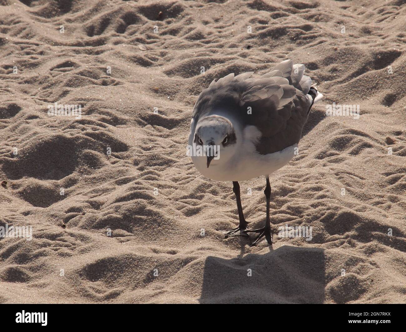 Nj images hi-res stock photography and images - Alamy