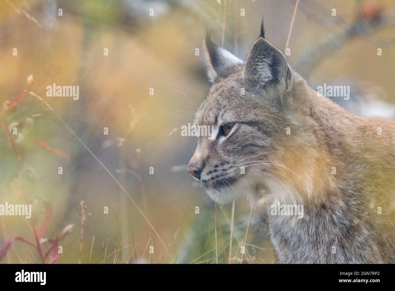 The Eurasian lynx - Lynx lynx - adult animal in autum colored ...