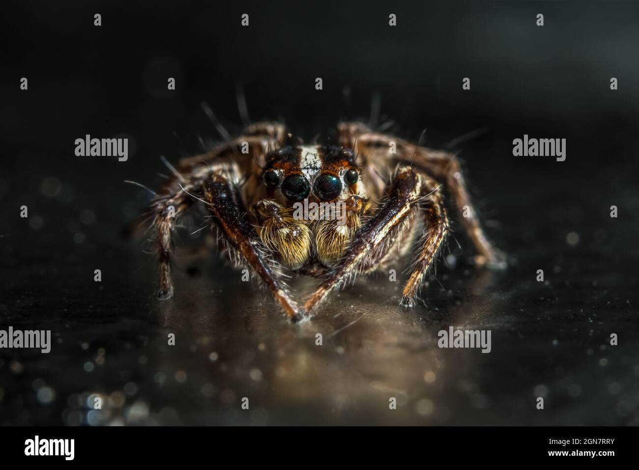 Macro Spider Bokeo Background Stock Photo - Alamy