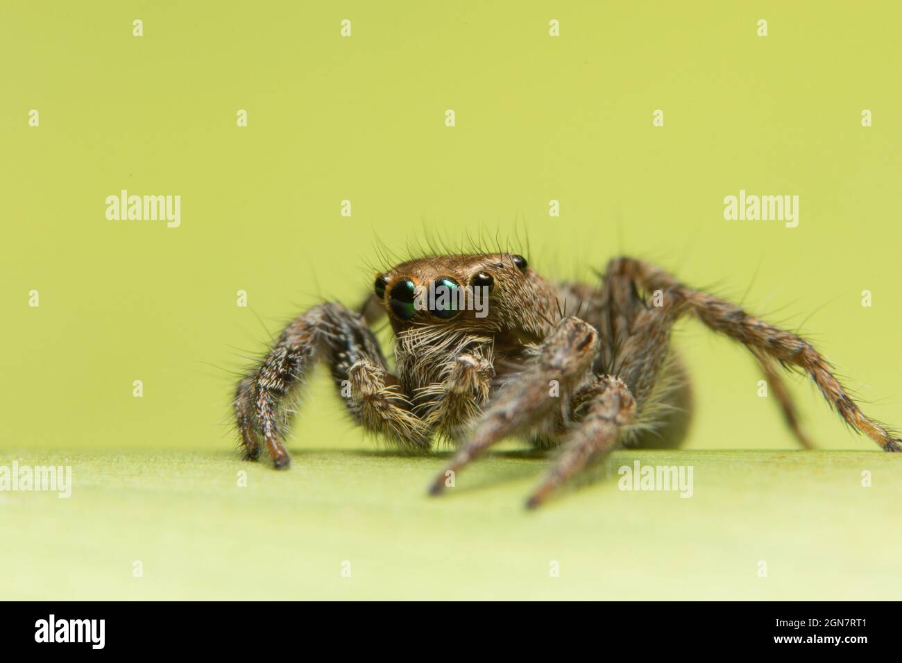 Fuzzy brown spider hi-res stock photography and images - Alamy