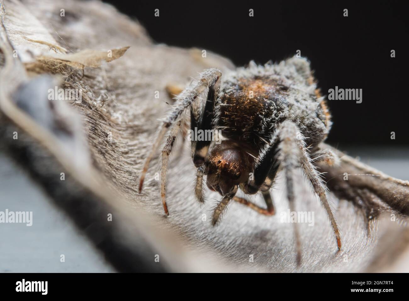 Macro Spider Bokeo Background Stock Photo - Alamy