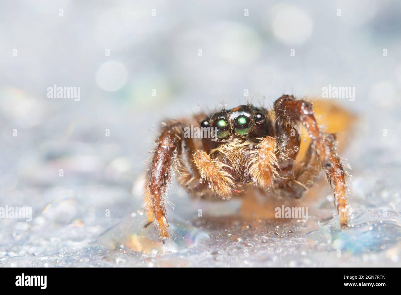 Macro spider in nature Stock Photo - Alamy