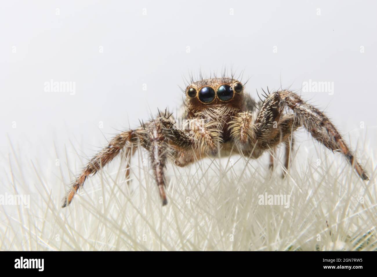 Redback spider eyes hi-res stock photography and images - Alamy