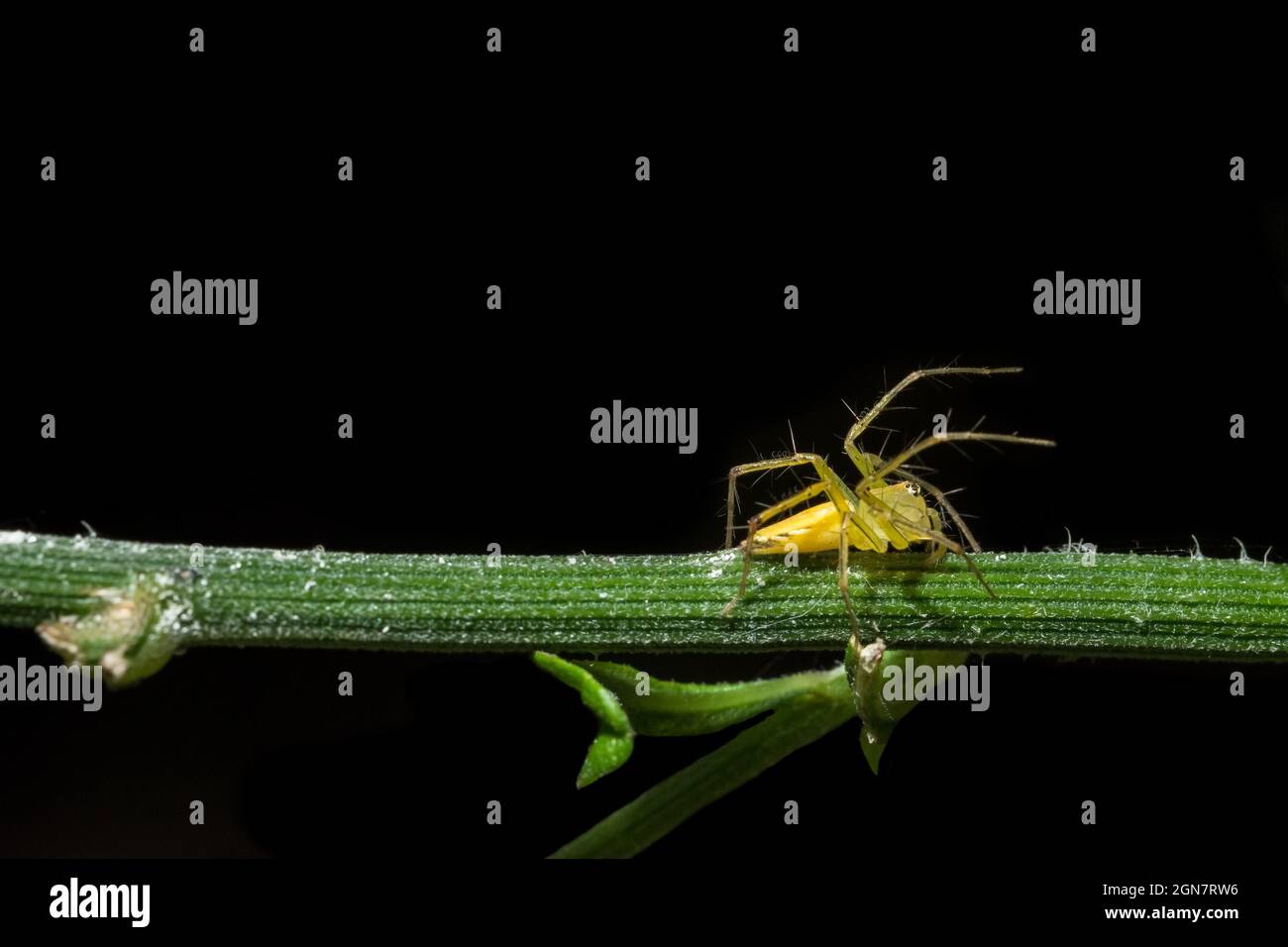 Red ant mimic spider hi-res stock photography and images - Alamy