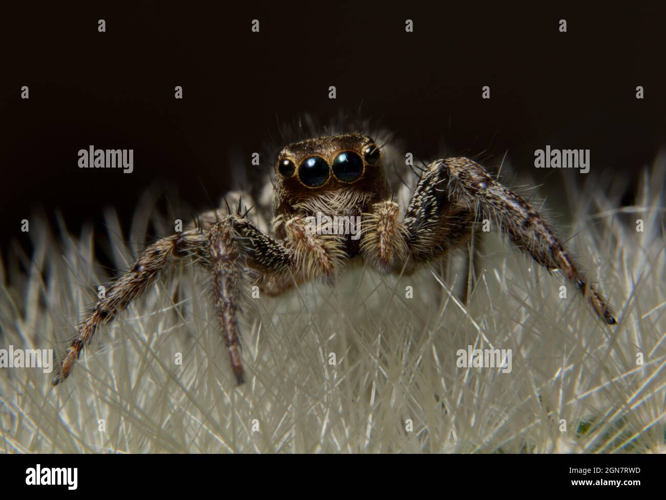 Redback spider eyes hi-res stock photography and images - Alamy