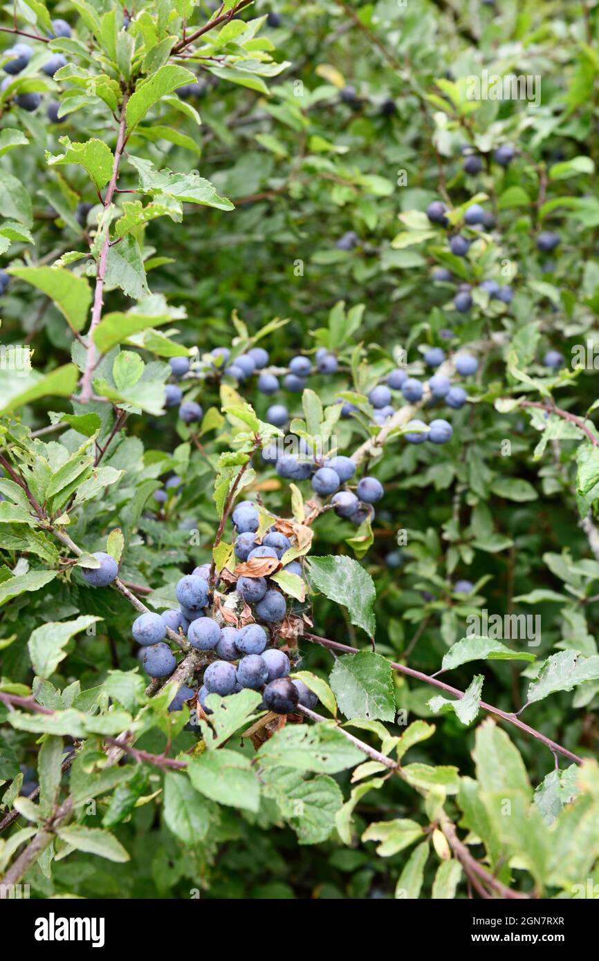 Sloe Bush ( Prunus spinosa) with fruit in Summer Stock Photo - Alamy