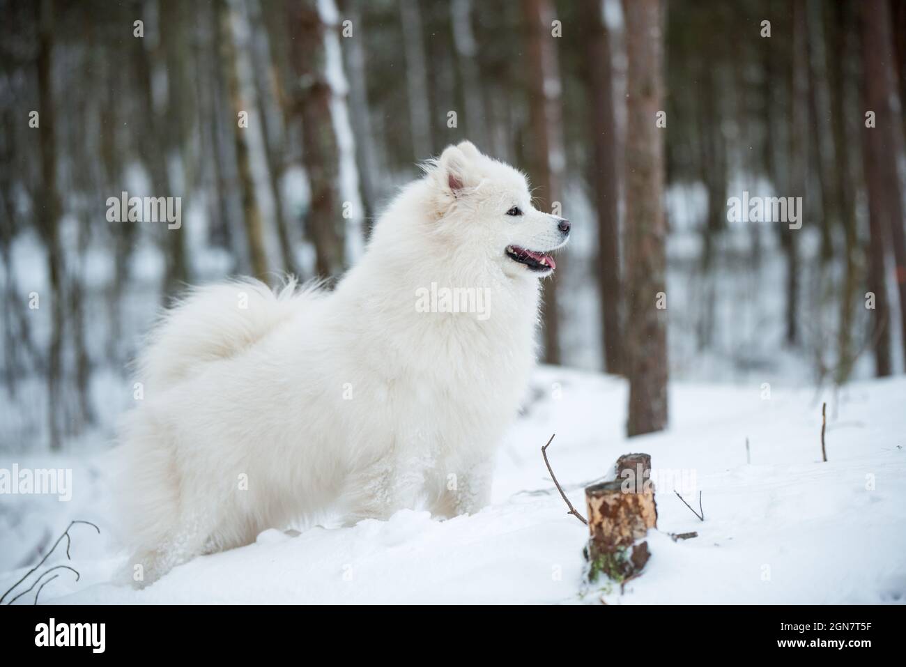 Walking samoyed hi-res stock photography and images - Alamy
