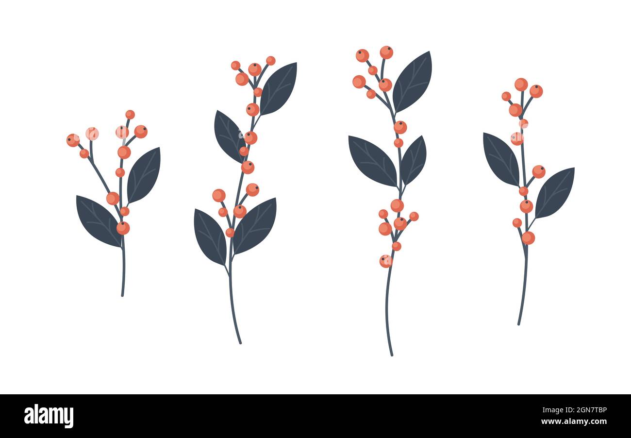 Holly branches collection, ilex winter decoration vector illustration ...
