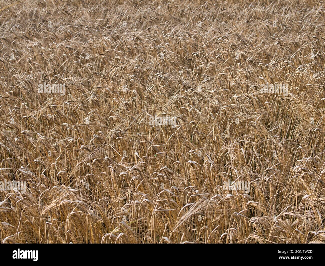 Rye ready to harvest in a field in Lancashire, England, UK. Taken in ...