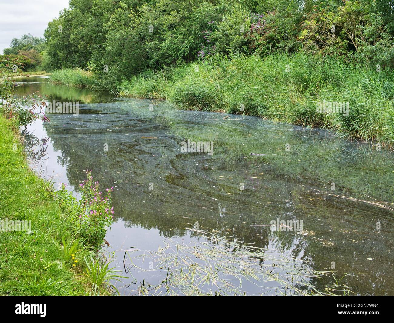 Surface pollution on the Leeds Liverpool Canal in Lancashire, England ...