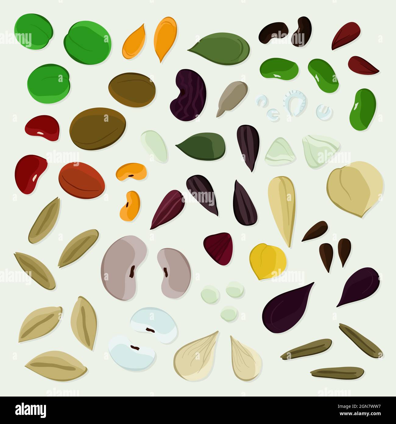 Various seeds set - vector illustration Stock Vector Image & Art - Alamy