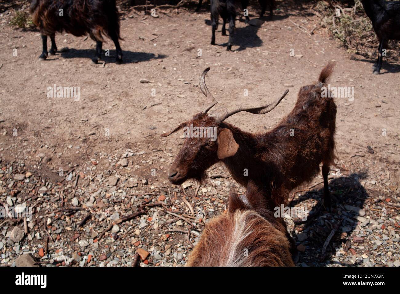 Rove goat hi-res stock photography and images - Alamy