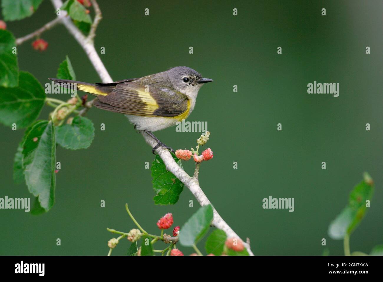 American Redstart - Setophaga ruticilla Stock Photo - Alamy
