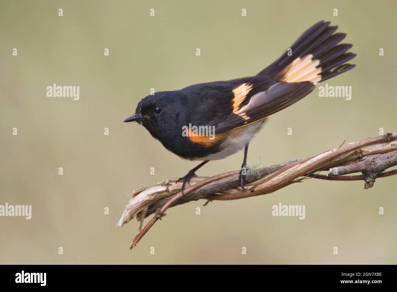American Redstart - Setophaga ruticilla Stock Photo - Alamy