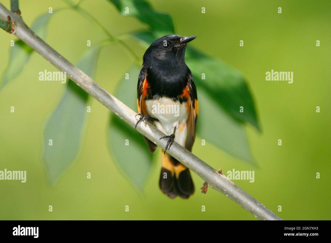 American Redstart - Setophaga ruticilla Stock Photo - Alamy