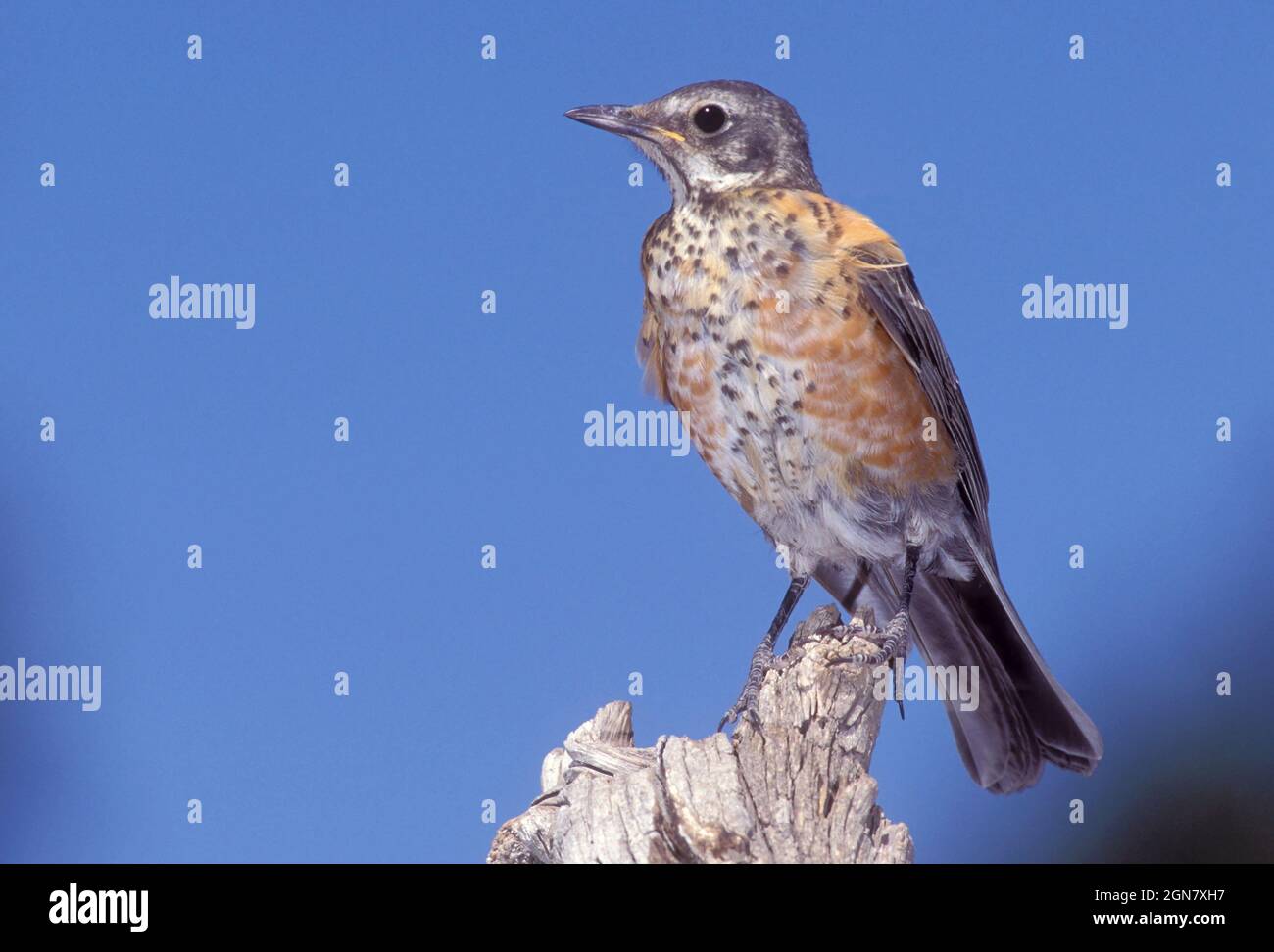 American Robin - Turdus migratorius Stock Photo - Alamy