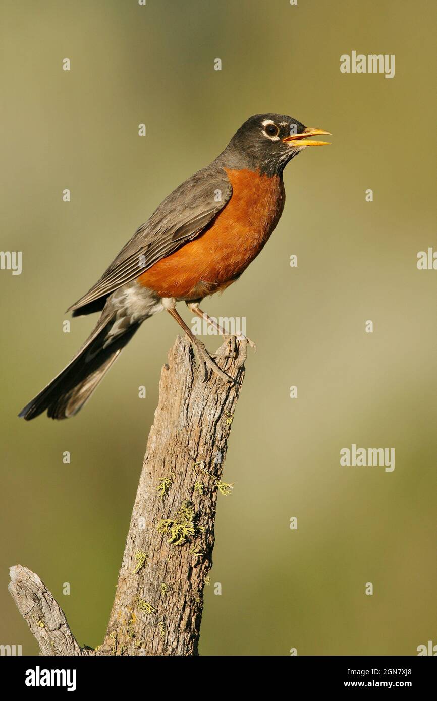 Brian robins hi-res stock photography and images - Alamy