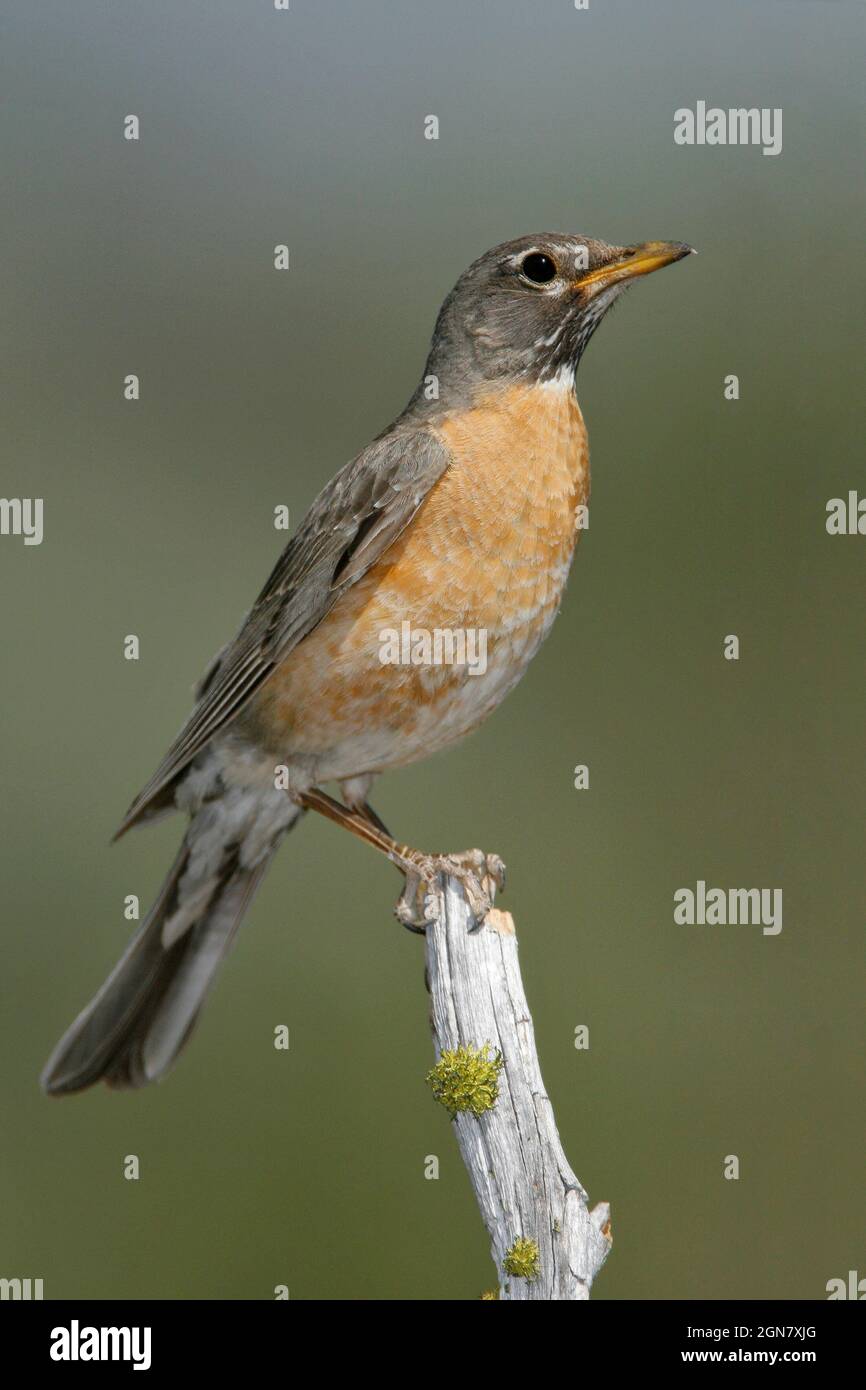 Female american robin hi-res stock photography and images - Alamy