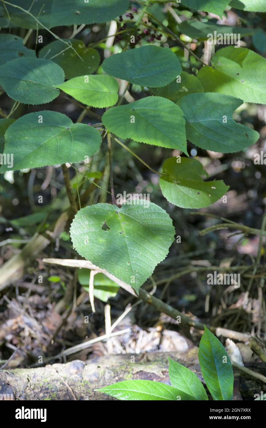 Stinging tree growing near Kuranda Stock Photo - Alamy